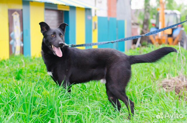 Блэк ищет дом