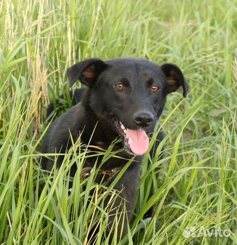 Супергерой хвостатый Бэтмен-верный друг, в дар