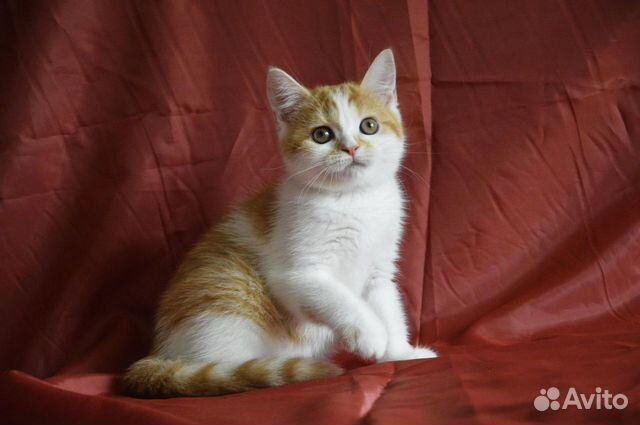 Очаровательная красная биколорочка