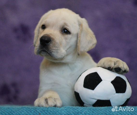 Щенки от Родителей чемпионов сер-ты здоровья