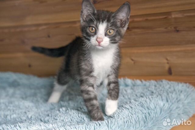 Котенок Султан 3 мес, привит, привезу бесплатно
