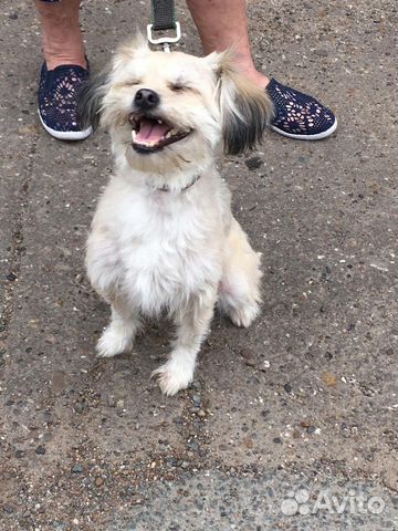 В хорошие руки девочка,хотят усыпить,взяла бы себе