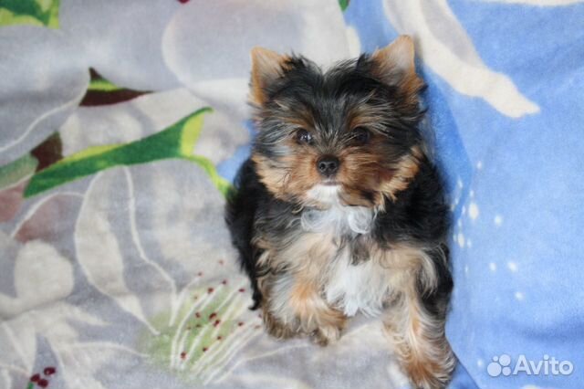 Йоркширский терьер - верный друг на всю жизнь