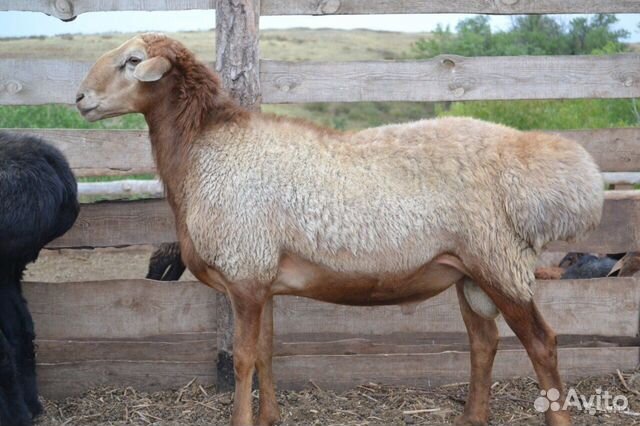 Племенные Бараны и баранчики