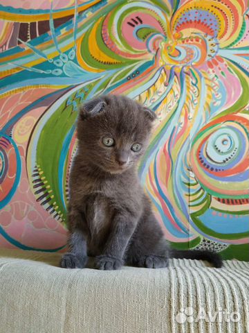 Два чудесных котенка
