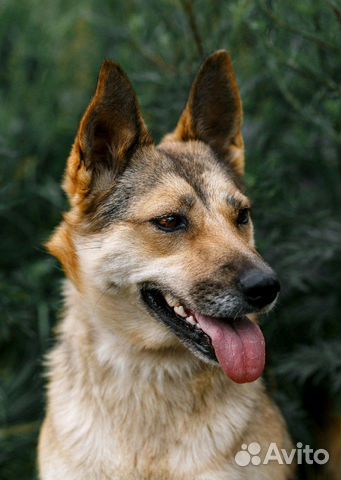 Добрая собака в добрые руки