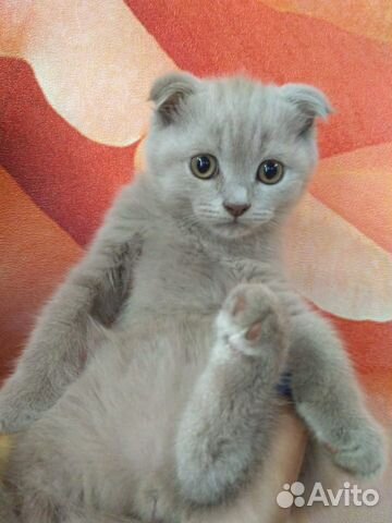 Продаётся котёнок шотландский-вислоухий