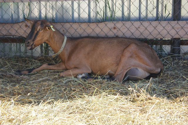 Коза чешская