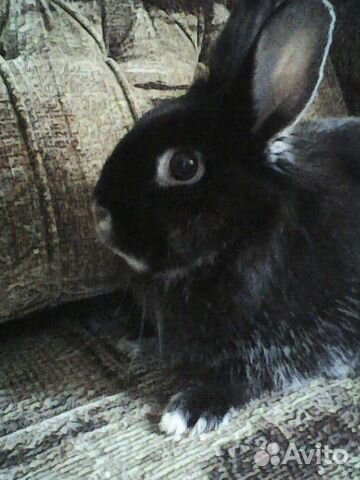 Отдам карликового кролика