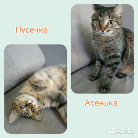 Остались без хозяйки