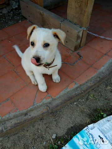 Белый щеночек в добрые руки