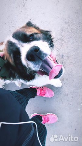 Московская сторожевая