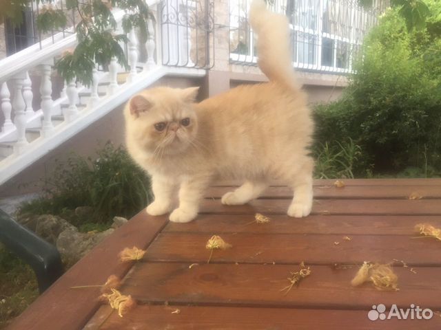 Экзотический короткошерстный котенок