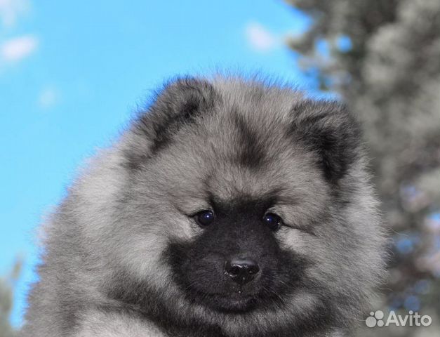 Красивый ласковый щенок кеесхонда (вольф шпица)