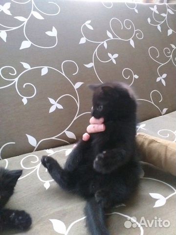 Котята
