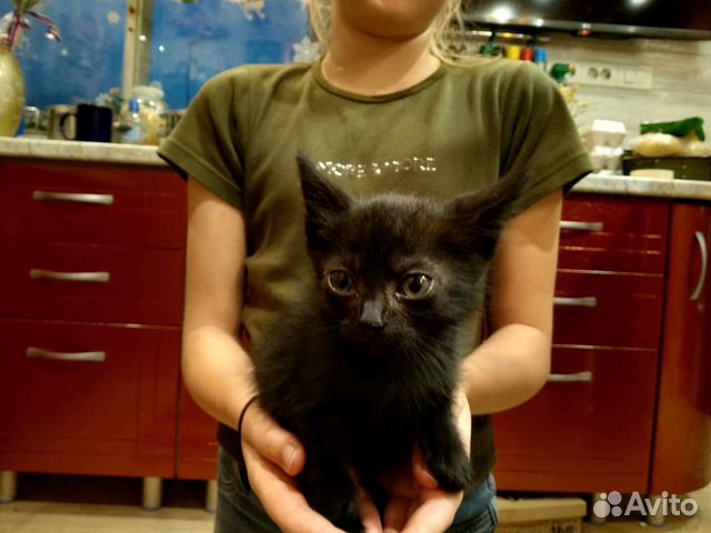 Отдам в добрые руки котёнка (мальчик) 1,5 месеца