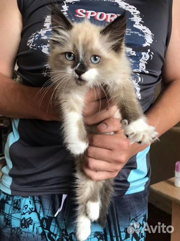 Котёнок Степашка