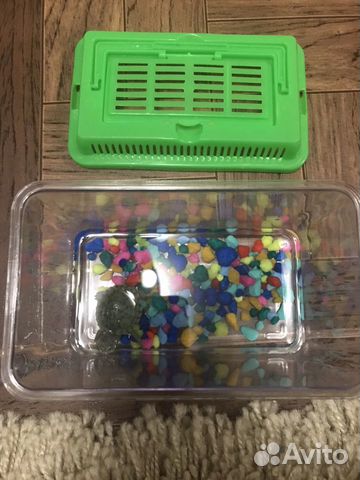 Черепаха красноухая