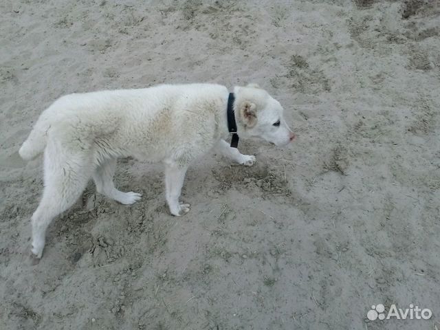 Алабай