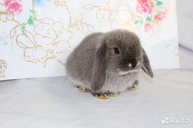 Карликовый декоративный кролик