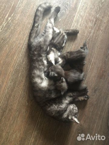 Котята Шотландии