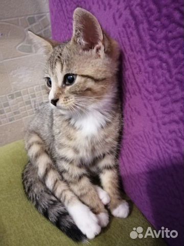 Котёнок тигровый с красивым носиком