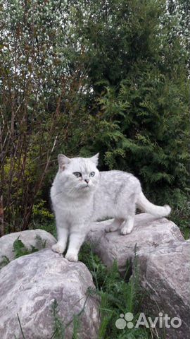 Кошечка в заботливые руки
