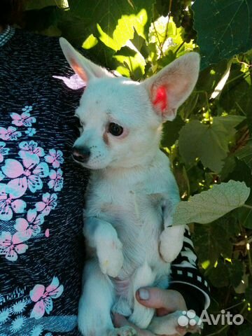 Белый мальчишка