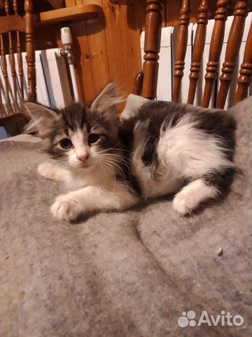 Кнопка пуговка ищет дом