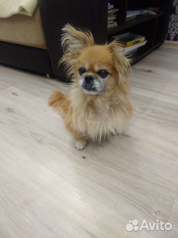 Отдам в хорошие руки добрую девочку пикинес