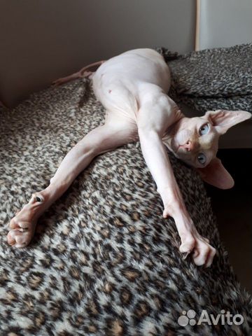 Канадочка с доками