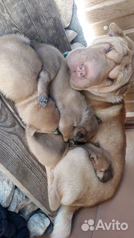 Продам щенков шарпея