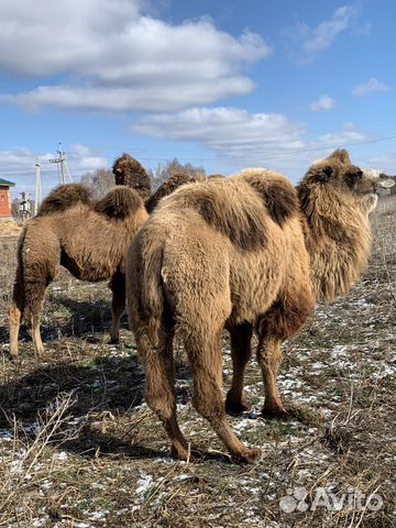 Верблюды продажа