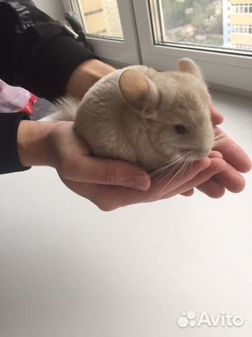 Гомобежевая шиншилла