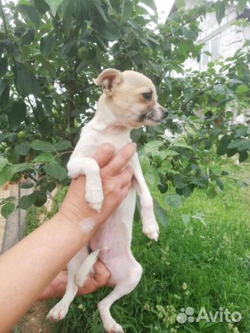 Щенок чихуа