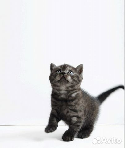 Котенок Скоттиш-страйт