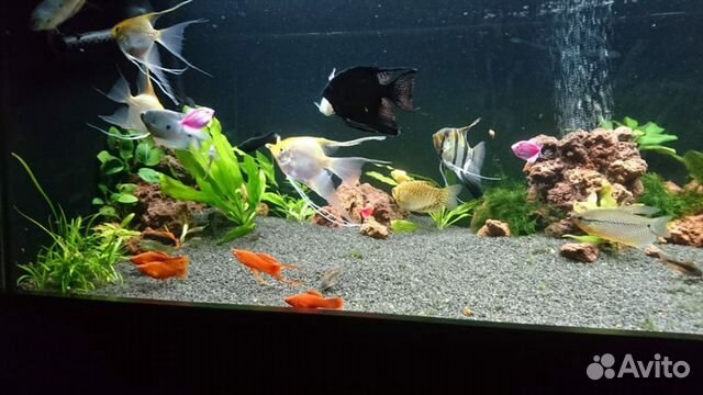 Разные рыбки