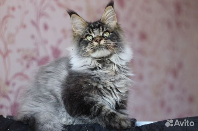 Котёнок Мейн-кун крупный, ласковый,чистокровный