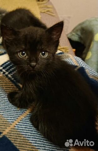 Вишня-кошечка