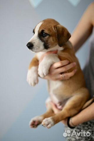 Ласковая девочка в добрые руки