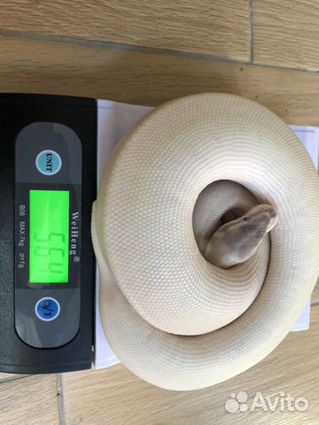 Regius python super Mojave, самка