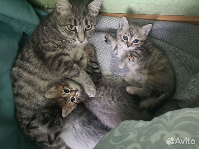 Отдадим котёнка