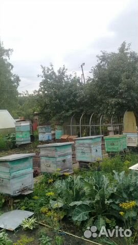 Пчёлы, ульи и сопутствующие товары