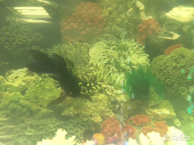 Золотая рыбка «Комета» чёрная