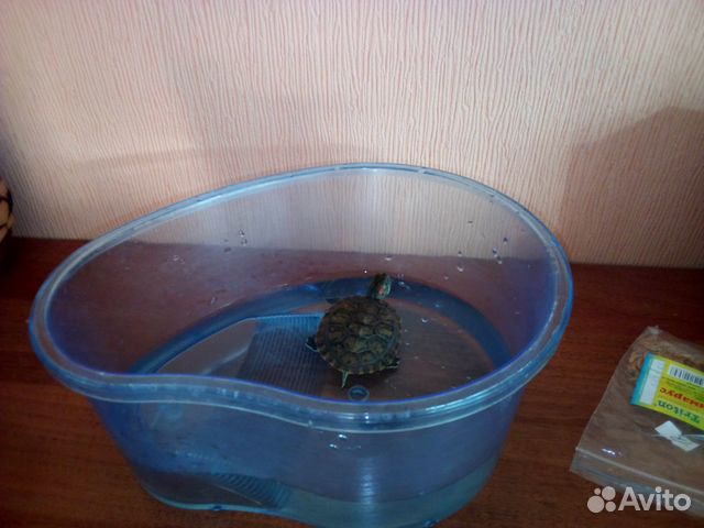 Черепаха водная