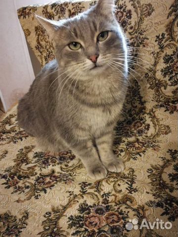 Котик Федя 2,5 года в добрые руки