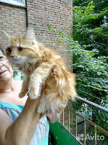 3 котенка очень ищут дом