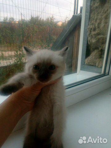 Котята сиамские