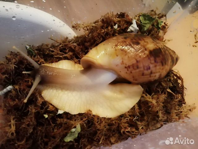 Ахатина в любящую семью