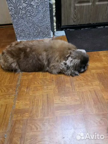 Нашли Пекинеса девочка 18 08 2019 в районе останов